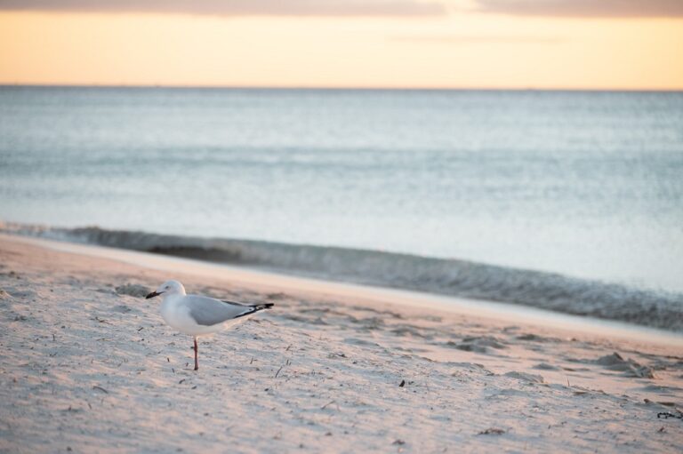 Romantic Things To Do In Perth, Australia This Year