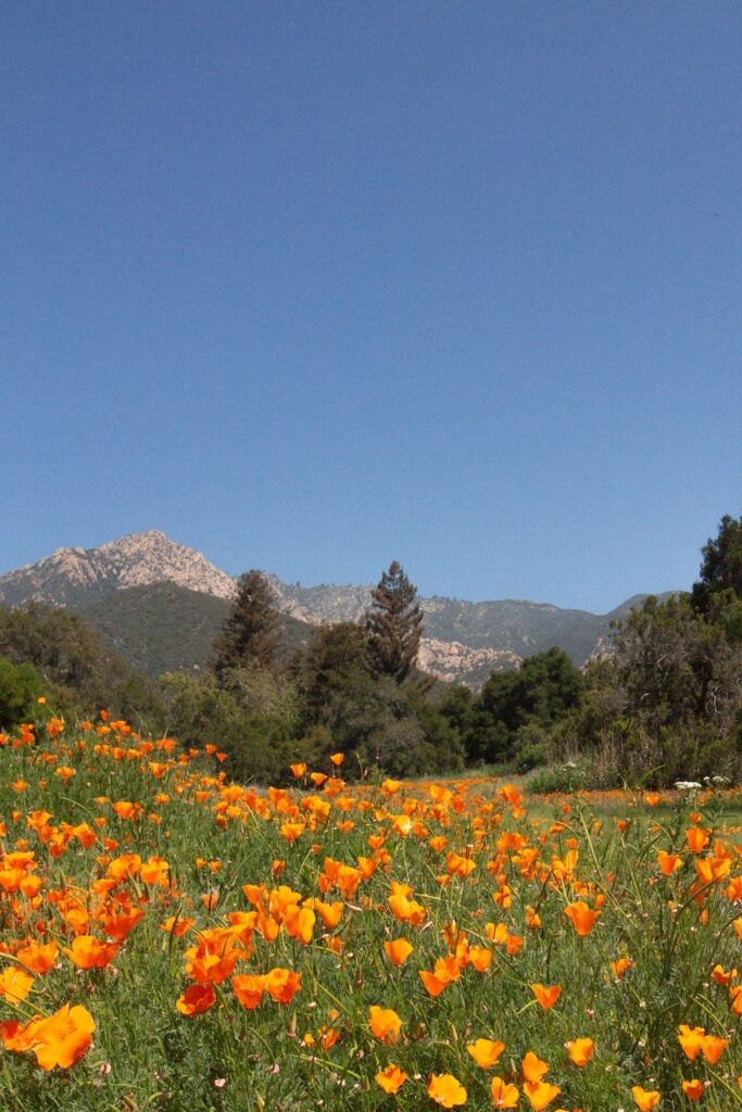 Romantic Things To Do In Santa Barbara For Couples